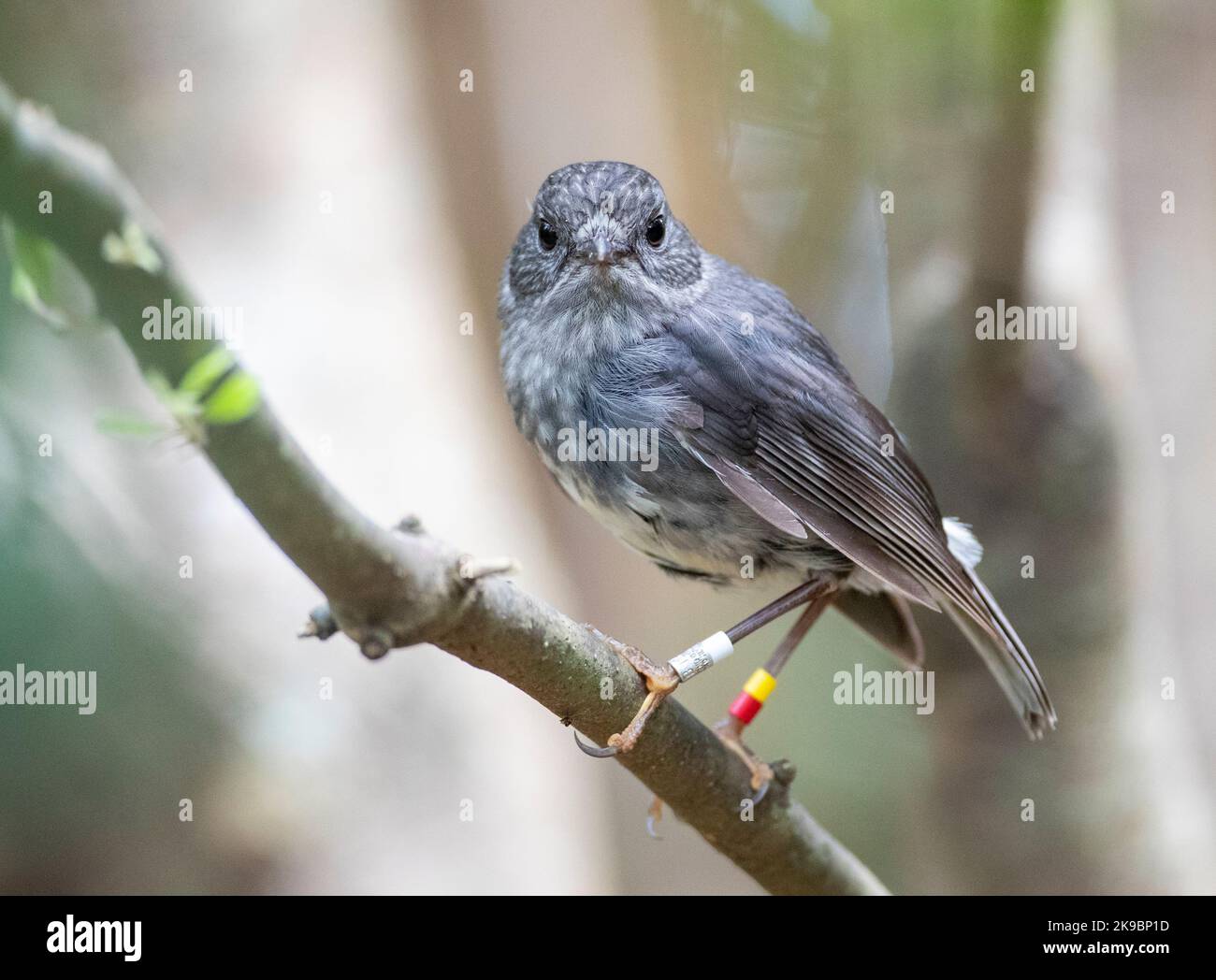 North Island Robin (Petroica longipes), an endemic species of New ...