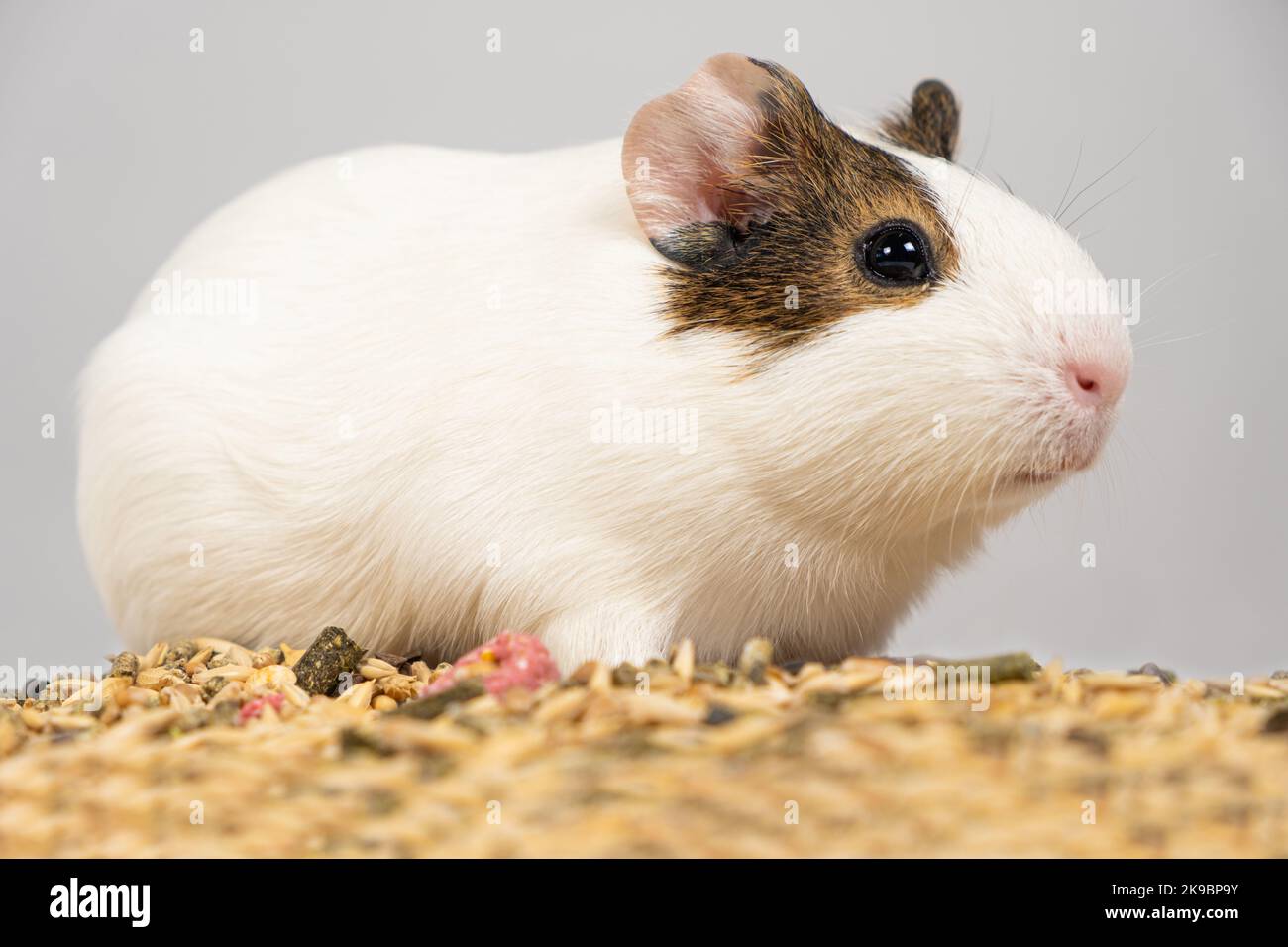 A small guinea pig sits near the feed on a white background Stock Photo ...