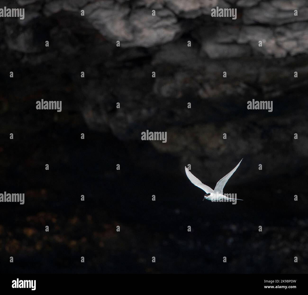 White-fronted Tern (Sterna striata striata) in New Zealand. Flying in ...