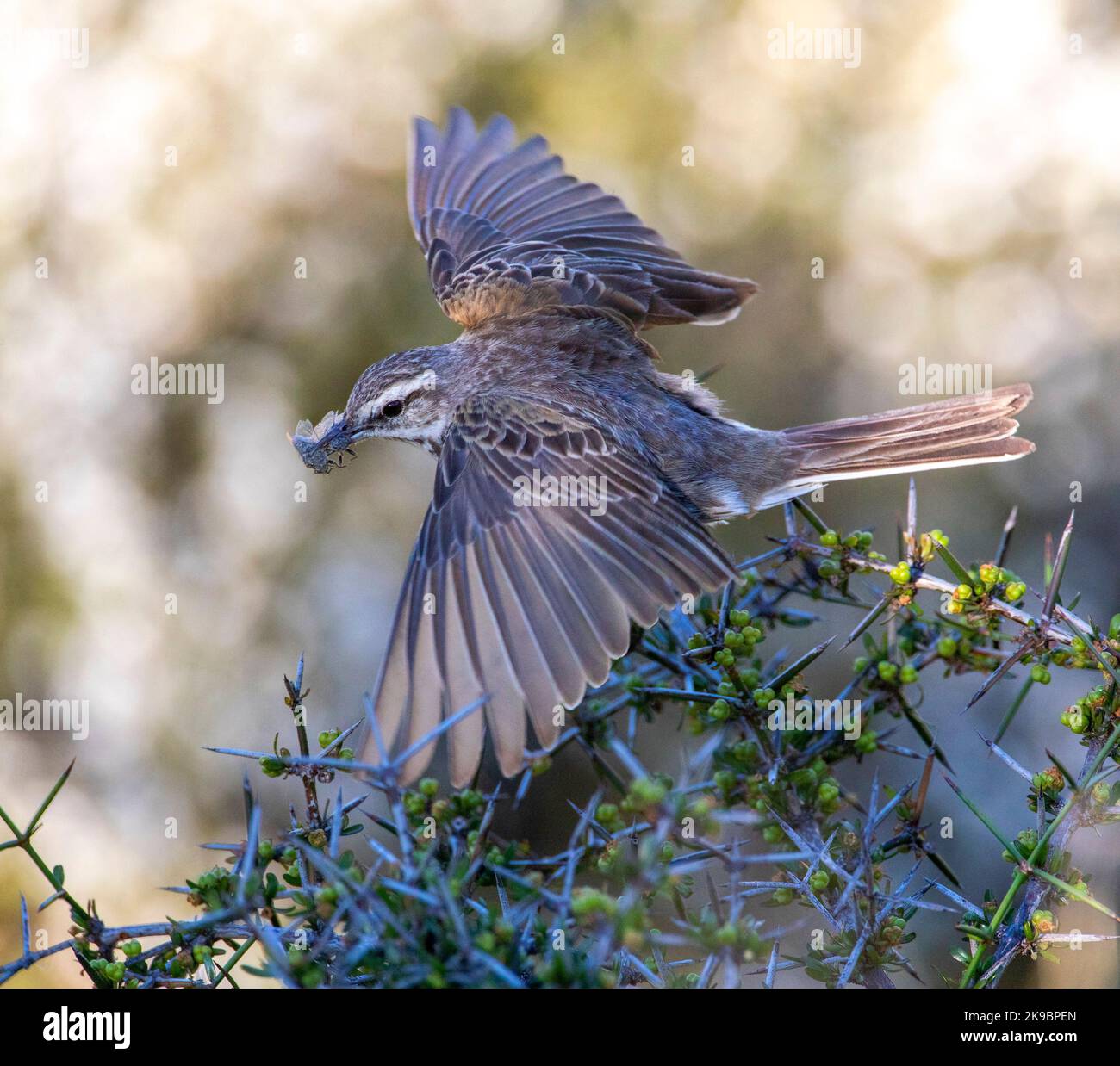 Endemic New Zealand pipit (Anthus novaeseelandiae), also called ...