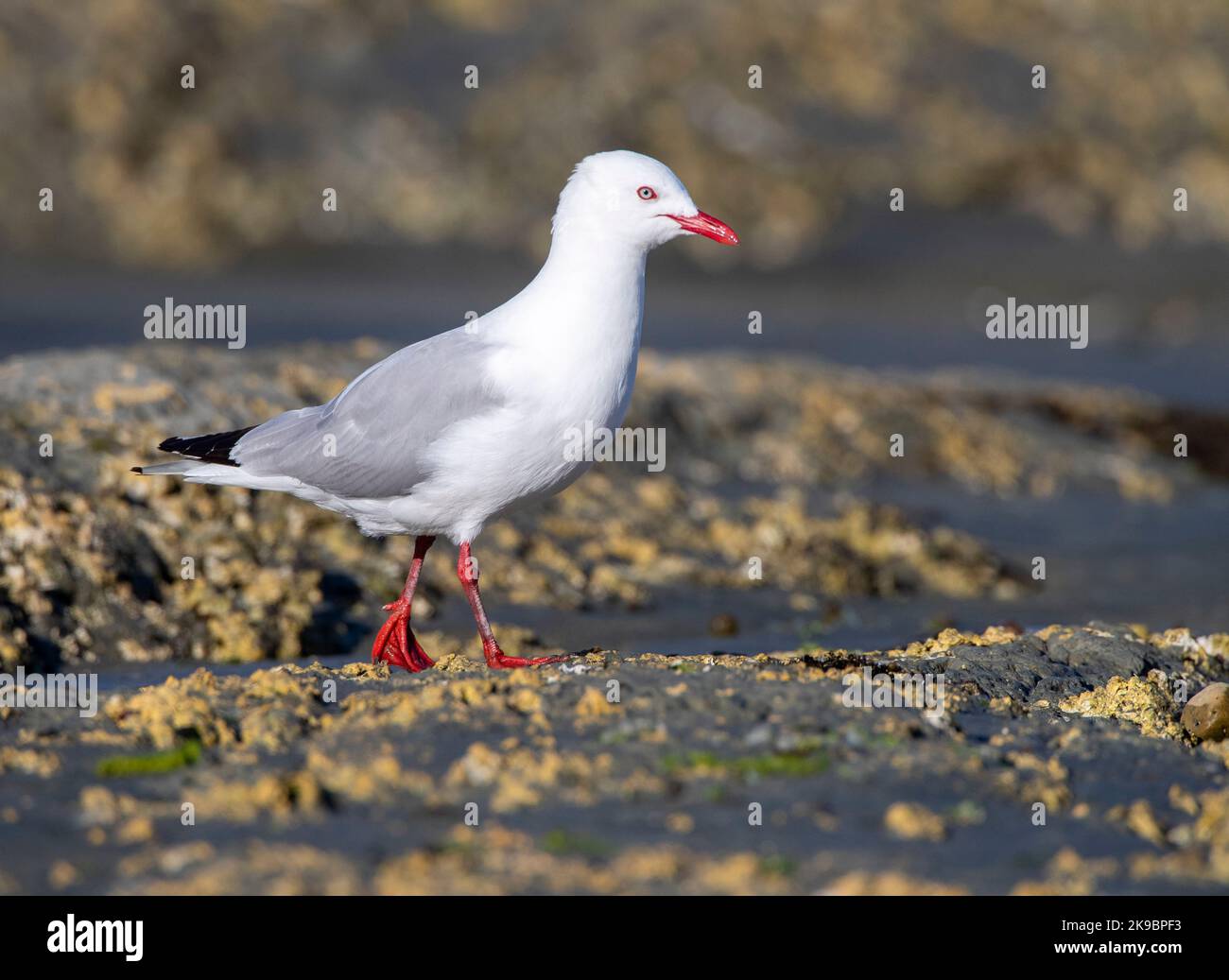 Adult Red-billed Gull (Chroicocephalus novaehollandiae scopulinus) on ...