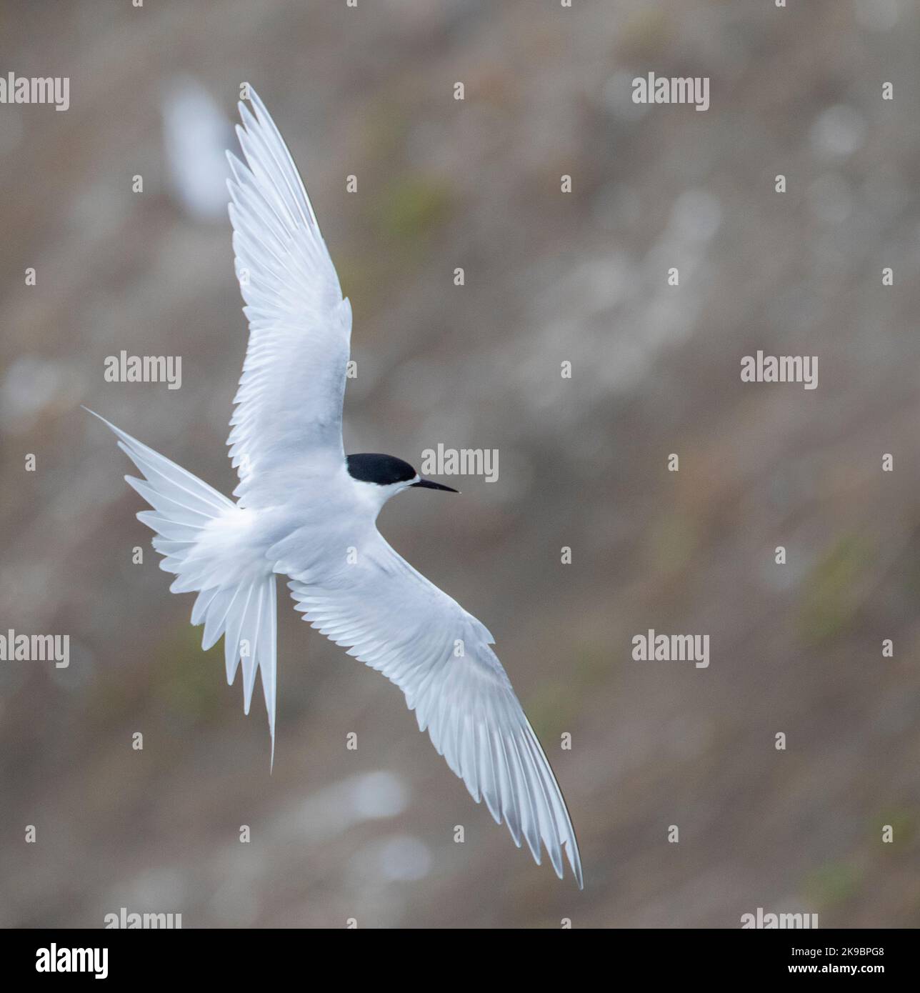 Adult White-fronted Tern (Sterna striata striata) at Maori Bay, North ...