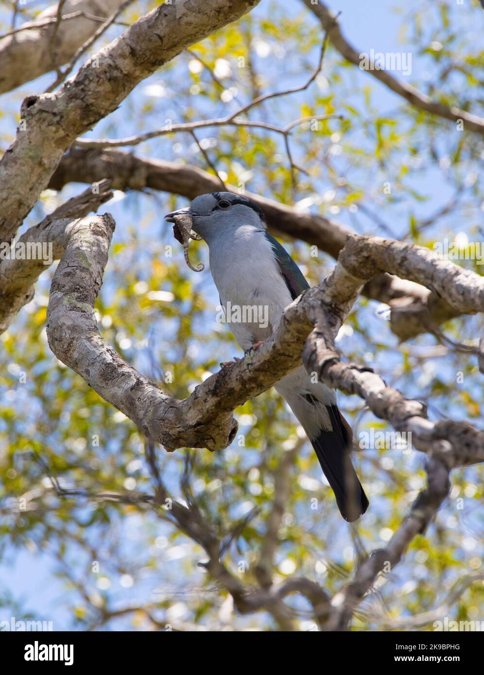 Koerol; Cuckoo Roller; Leptosomus discolor Stock Photo - Alamy