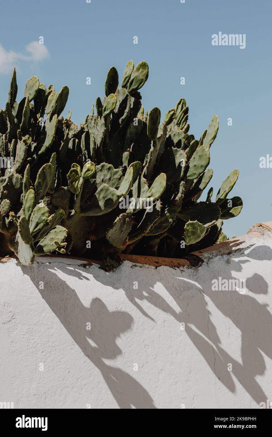 Huge green cacti growing on the wall of a white building against a blue sky Stock Photo - Alamy