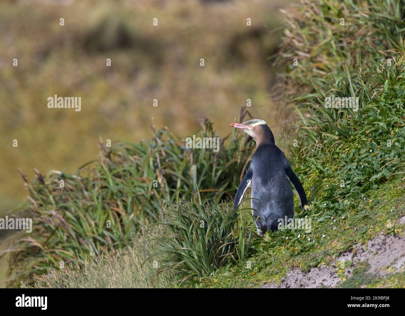 Yellow-eyed Penguin (Megadyptes antipodes) standing alert on a hill on ...