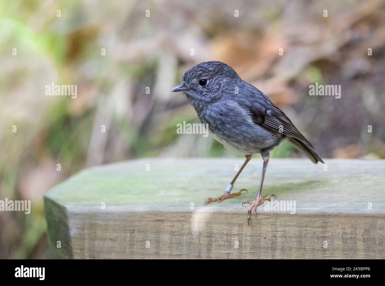 North Island Robin (Petroica longipes), an endemic species of New ...