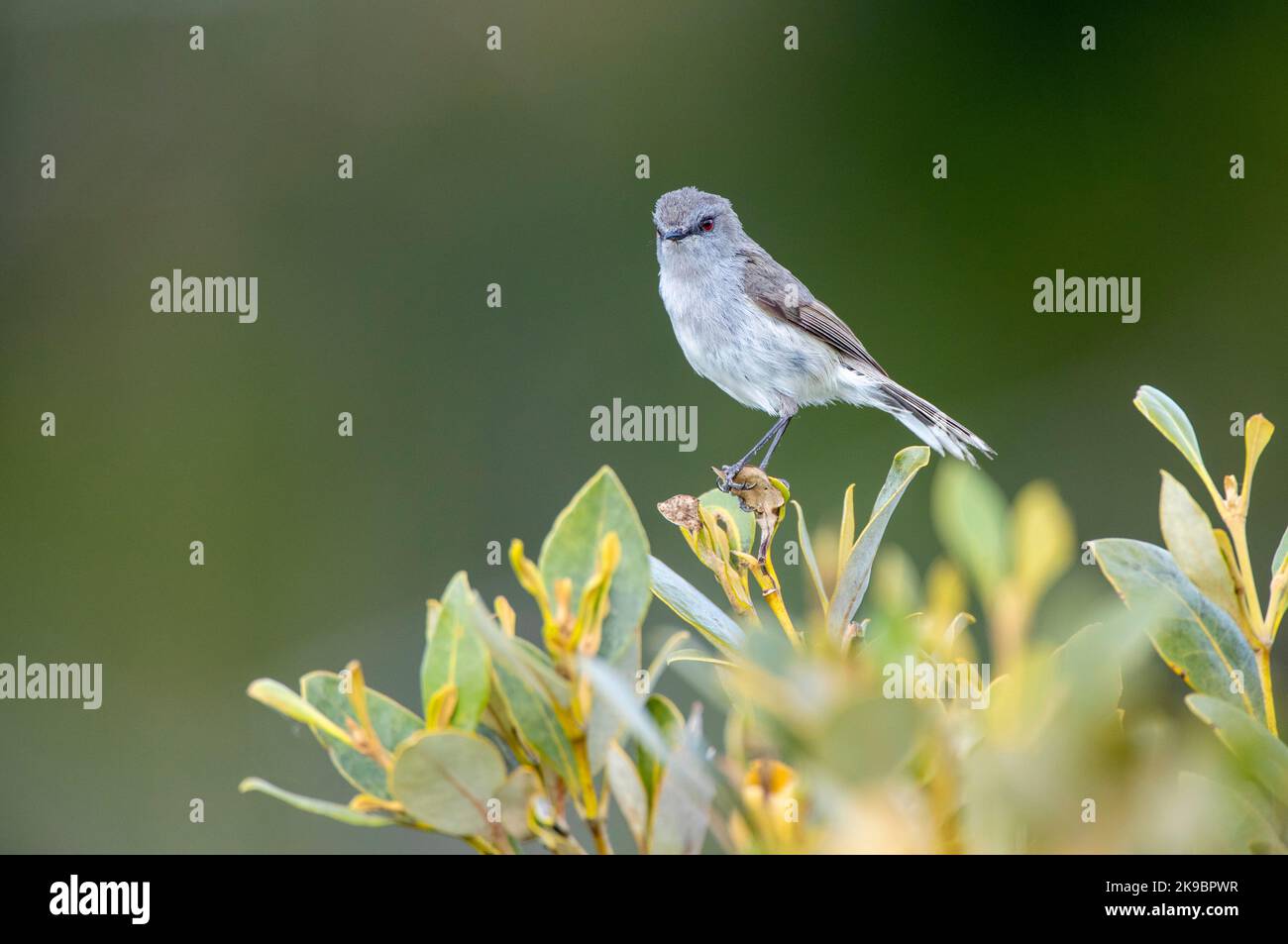 One gerygone hi-res stock photography and images - Alamy