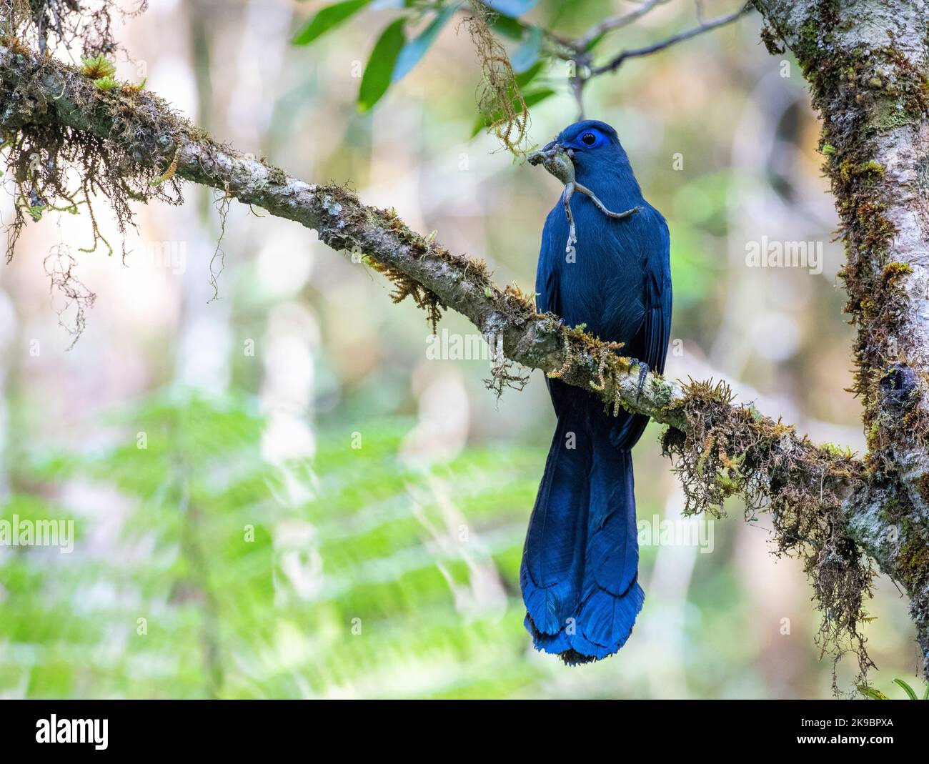 Adult Blue Coua (Coua caerulea) perched in a tree in tropical ...