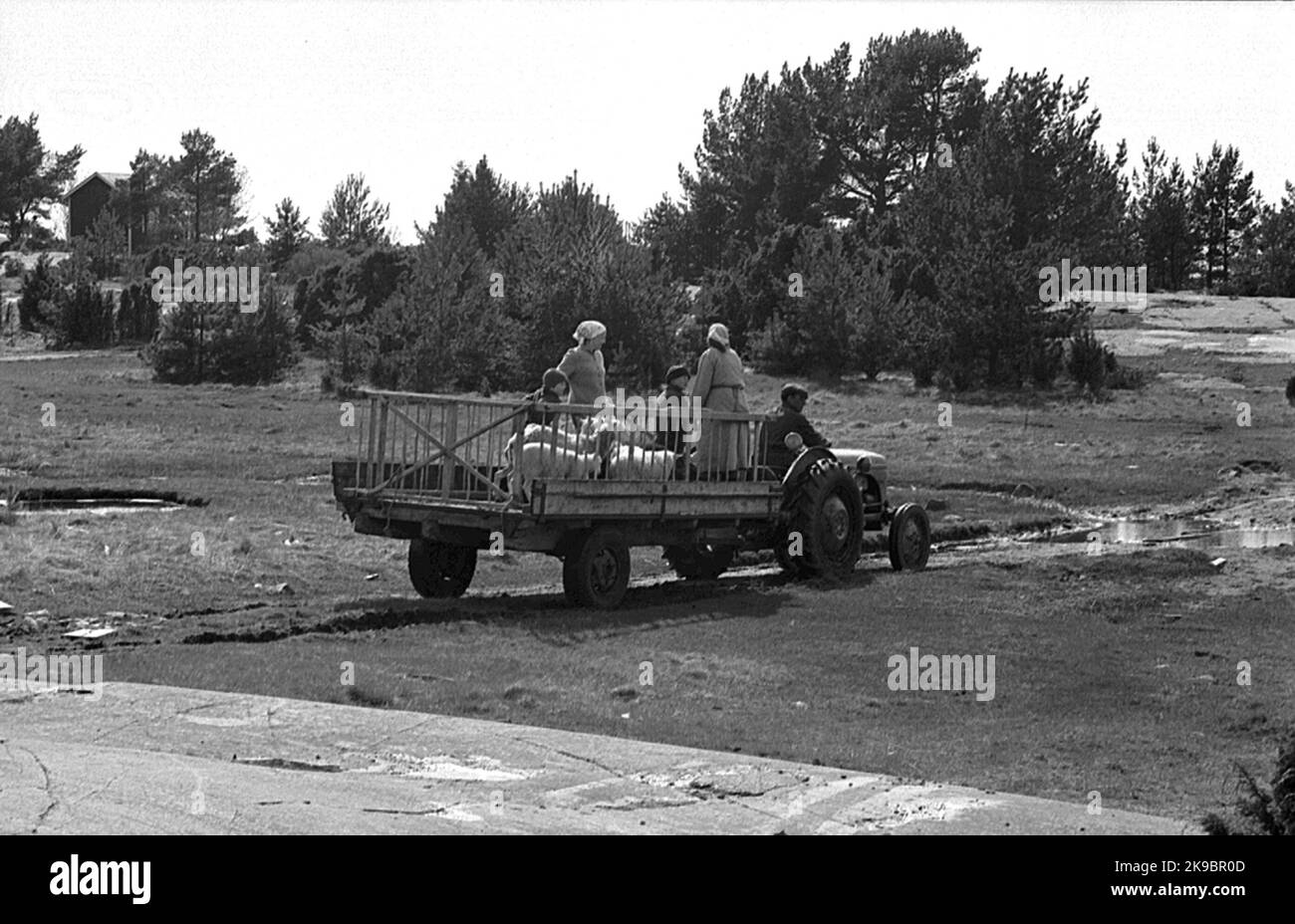 Åland trip. Archipelago. Transport of sheep Stock Photo - Alamy