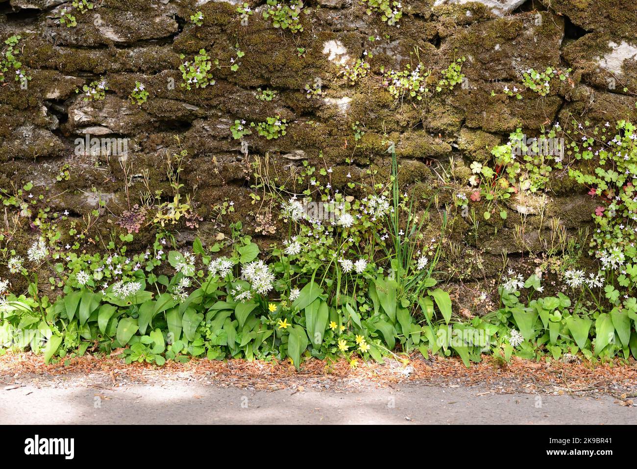 Spring flowers growing against a mossy stone wall Stock Photo - Alamy