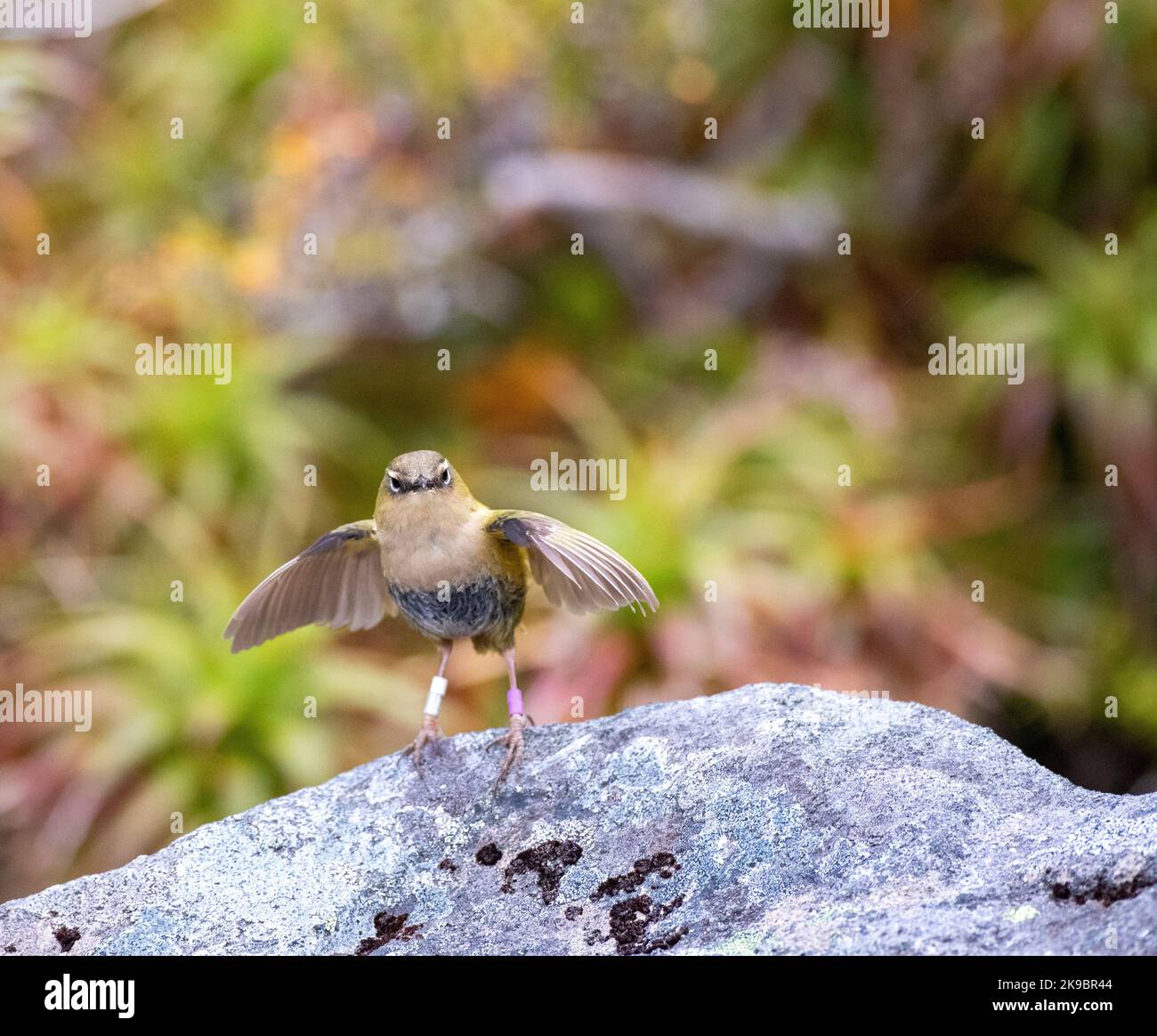 New Zealand Rock Wren (Xenicus gilviventris) at the Homer Tunnel, South ...