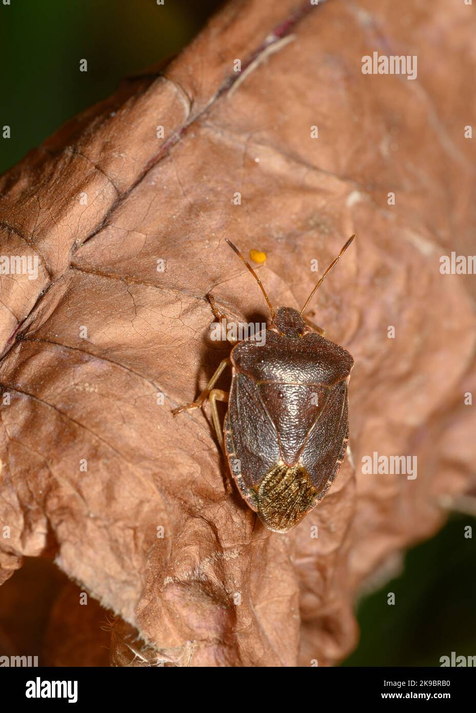 A close-up view of a forest bug on a brown shrub leaf in the forest in ...