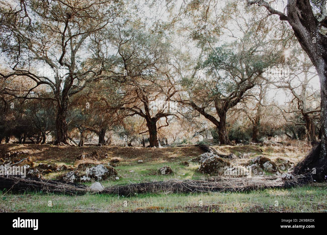 Corfu, Greece. A forest of trees that resembles an abandoned jungle ...
