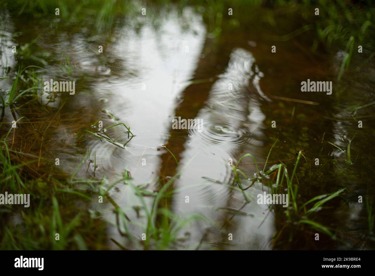Water in spring. Puddle in park. Details of nature. Texture of water ...