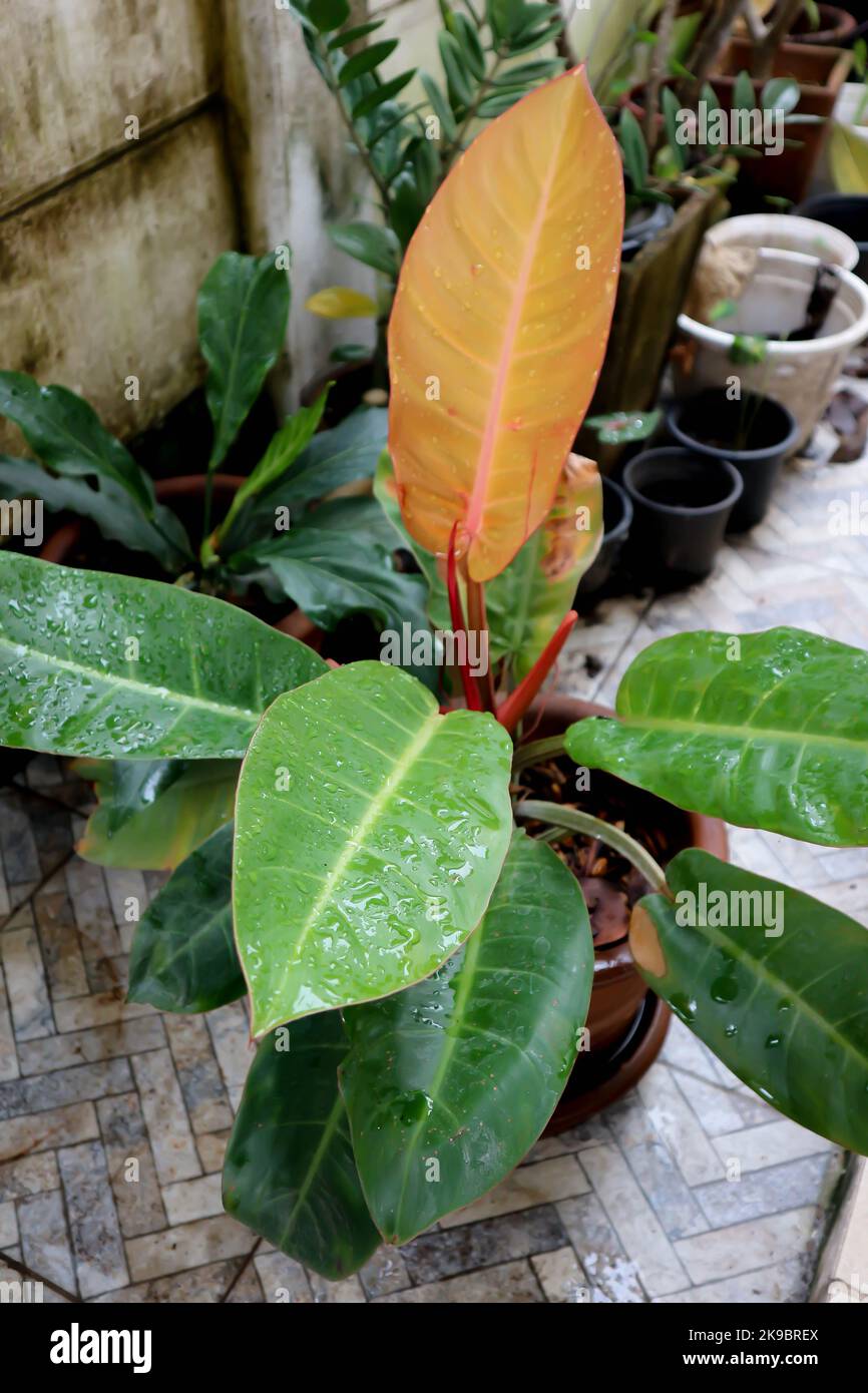 Philodendron sunlight , Philodendron or orange leaf or Philodendron ...