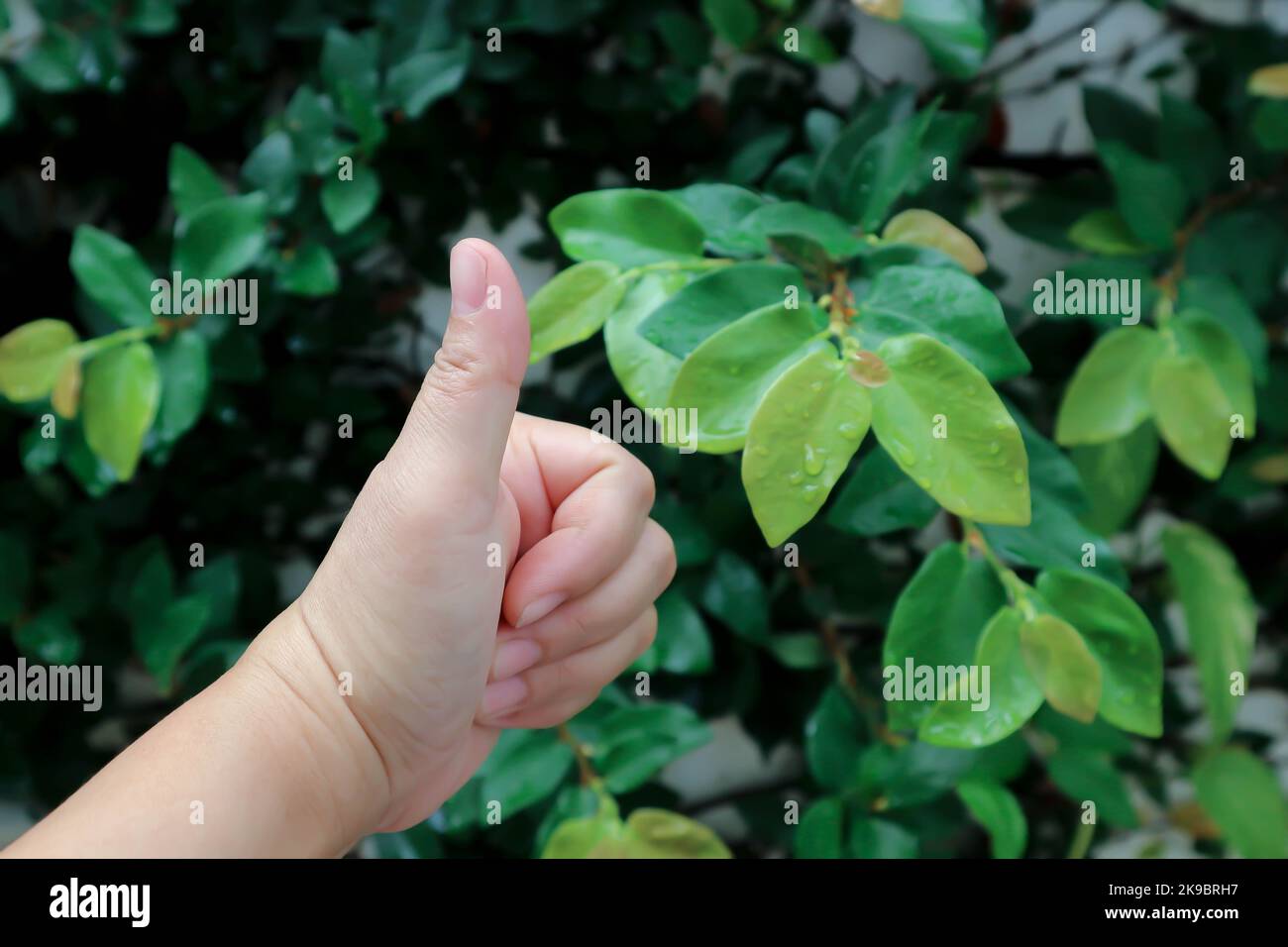 fingers ,Hand with sign or Hand showing peace sign in plant background ...