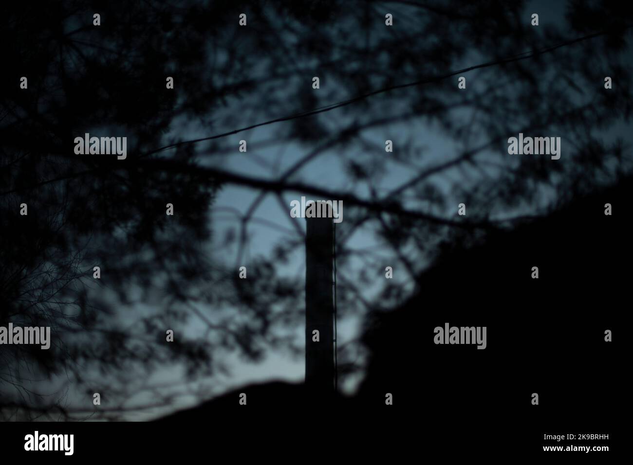 Dark background forest. Plants in dark. Tangle branches. View through ...
