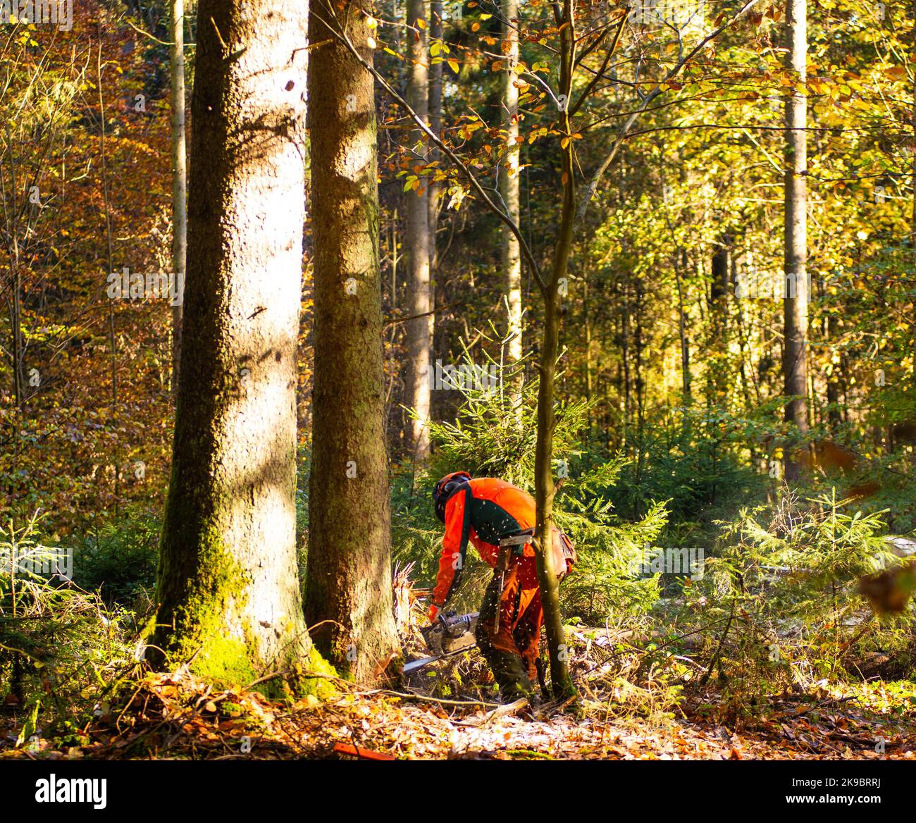 A logger cuts a tree with a chainsaw Stock Photo - Alamy