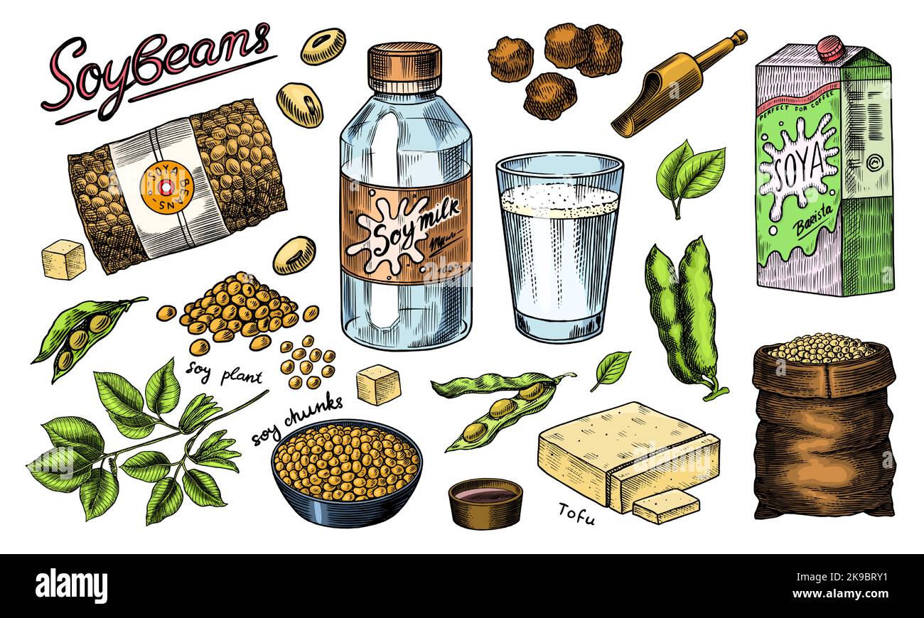 Soya beans. Milk and tofu. Soybean sketch. Pod on plant. Nuts and seeds ...