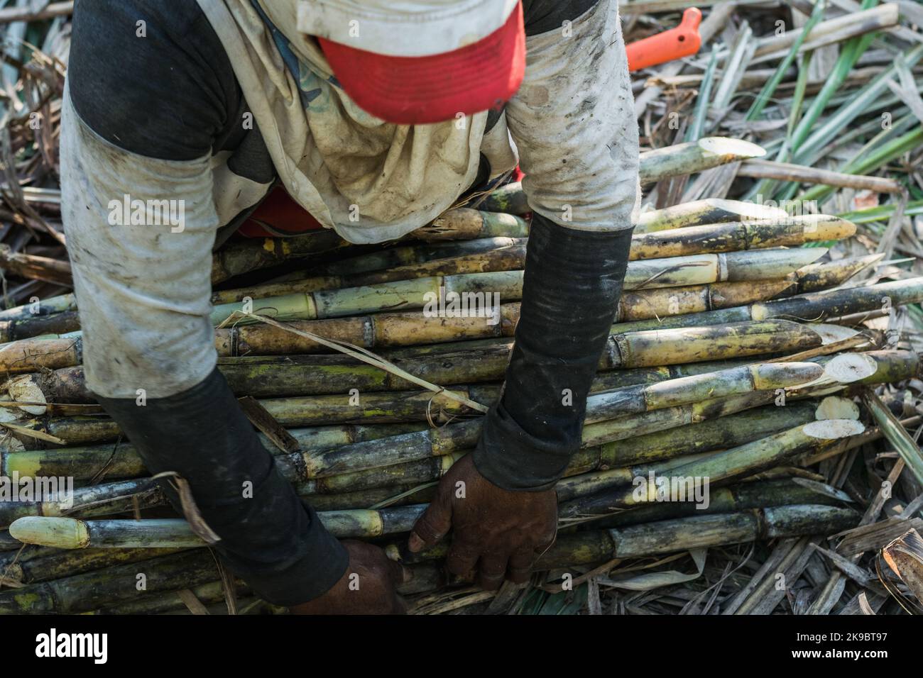 top view of a latin peasant, sugar cane farmer, collecting the raw ...