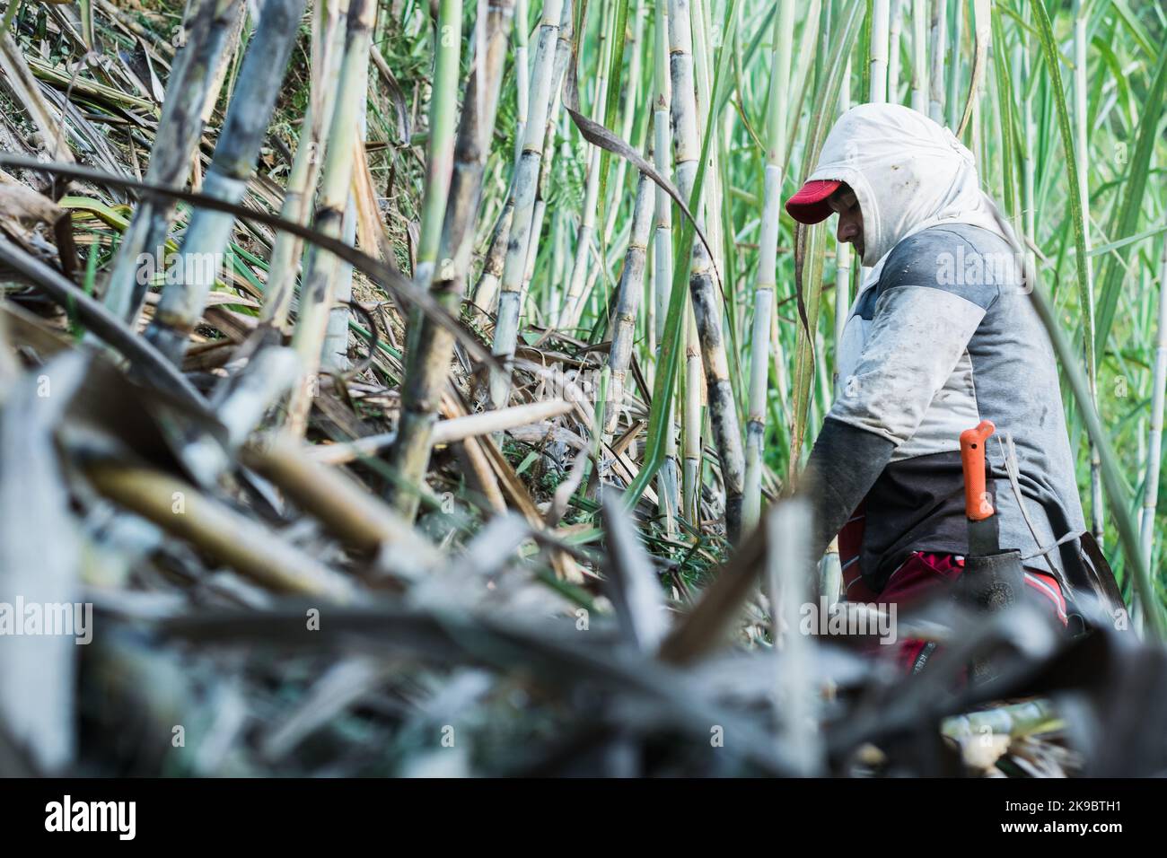 medium general shot of a Latin peasant man in the middle of a sugar ...