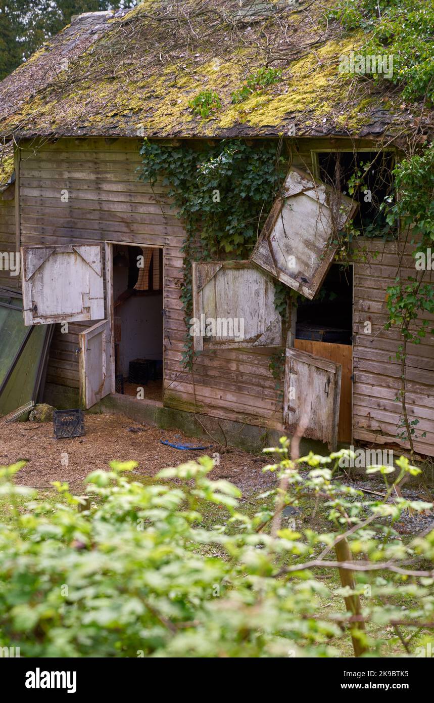 Abandoned Dilapidated Farm Building. A faded, abandoned agriculture building overgrown with ...