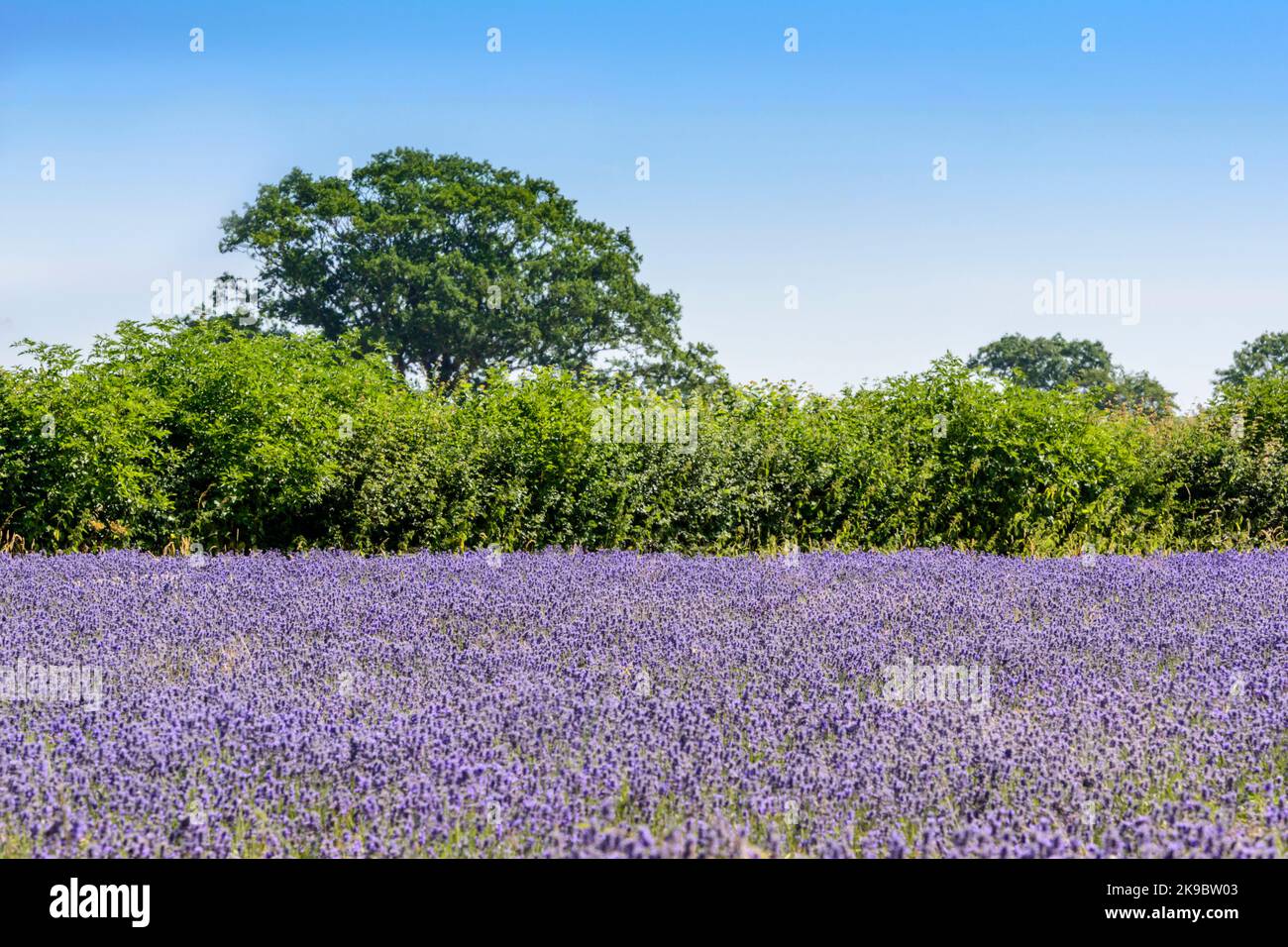 Field of purple lavender (Lavandula angustifolia) growing in the ...