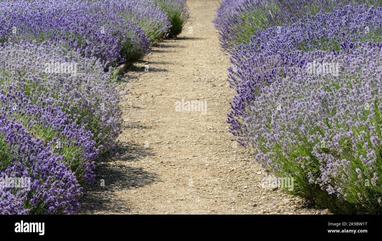 Purple lavender bushes (Lavandula angustifolia) provide a fragrant ...