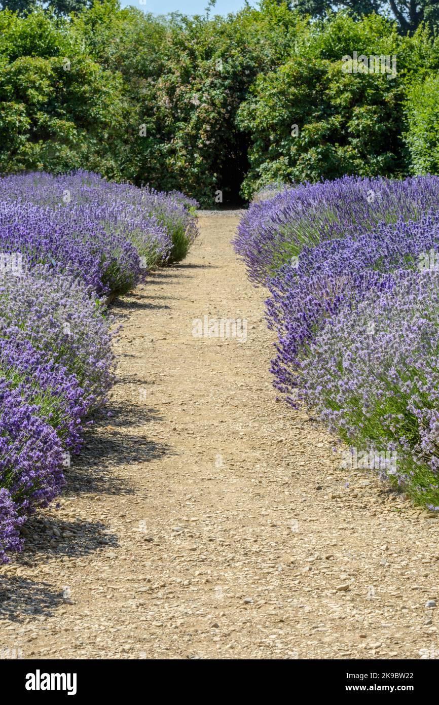 Purple lavender bushes (Lavandula angustifolia) provide a fragrant ...