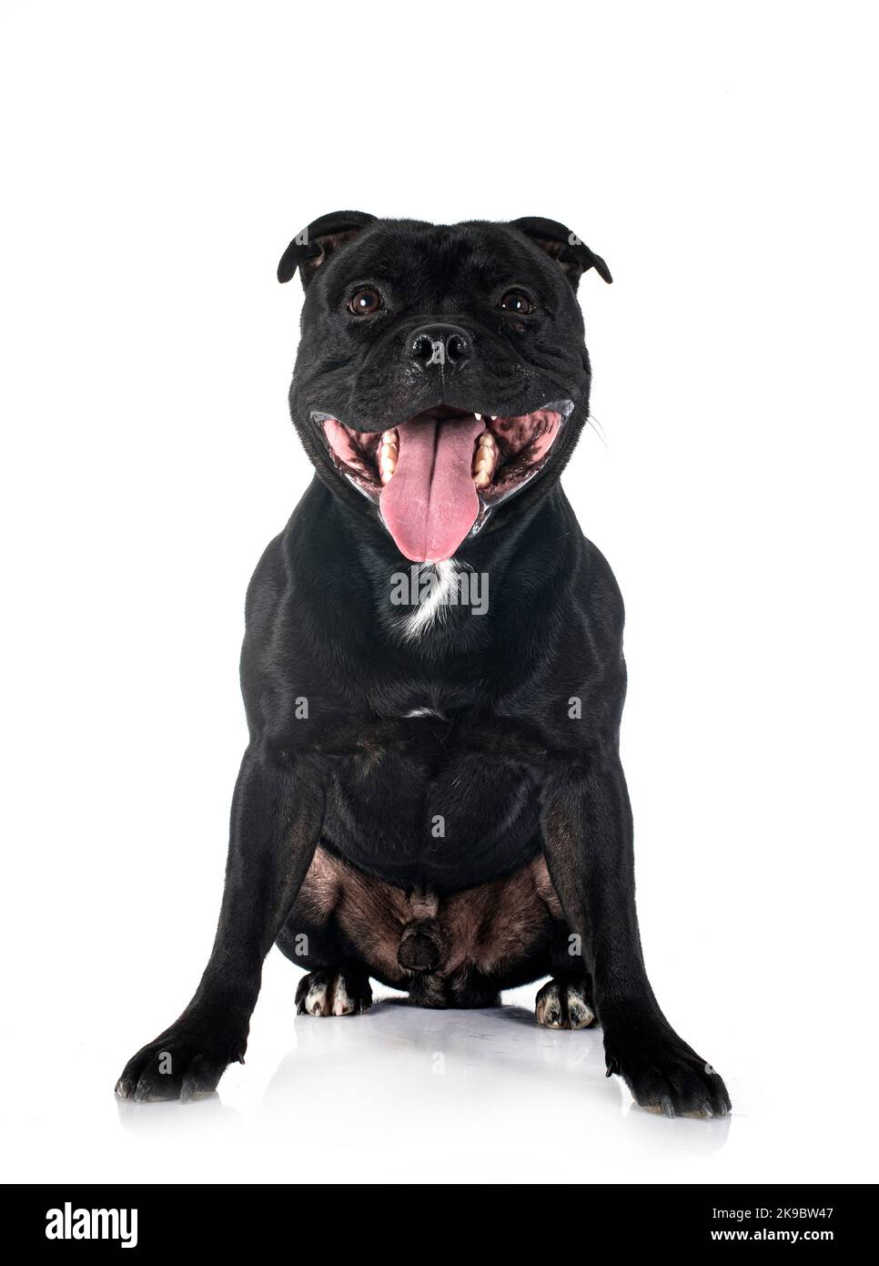 staffordshire bull terrier in front of white background Stock Photo - Alamy