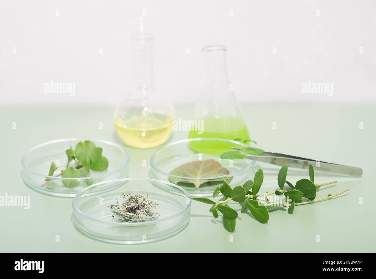 natural extracts in test tubes, plants in petri dishes and laboratory ...