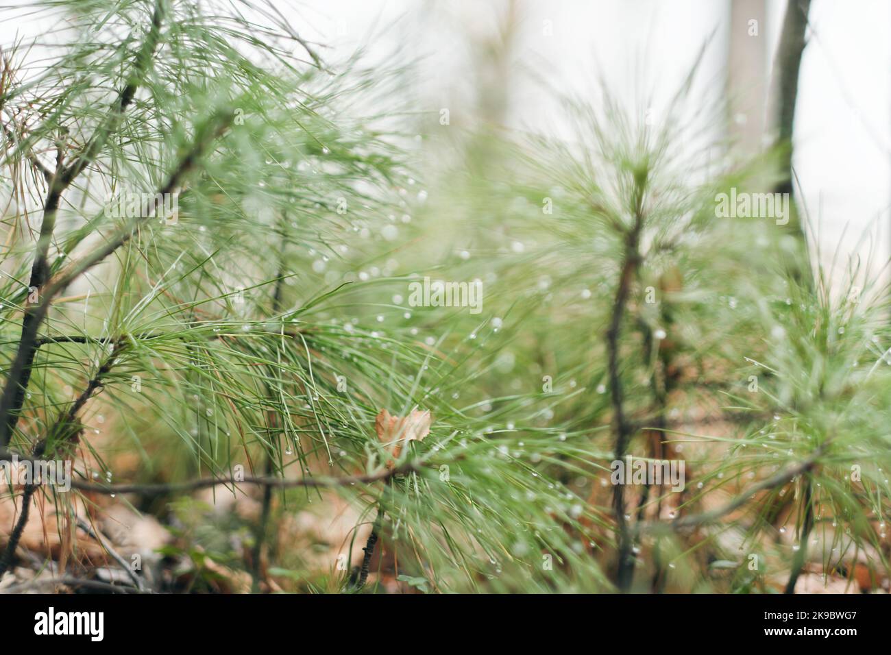 pine tree sprouts in a forest nursery. young sprigs growing. morning ...