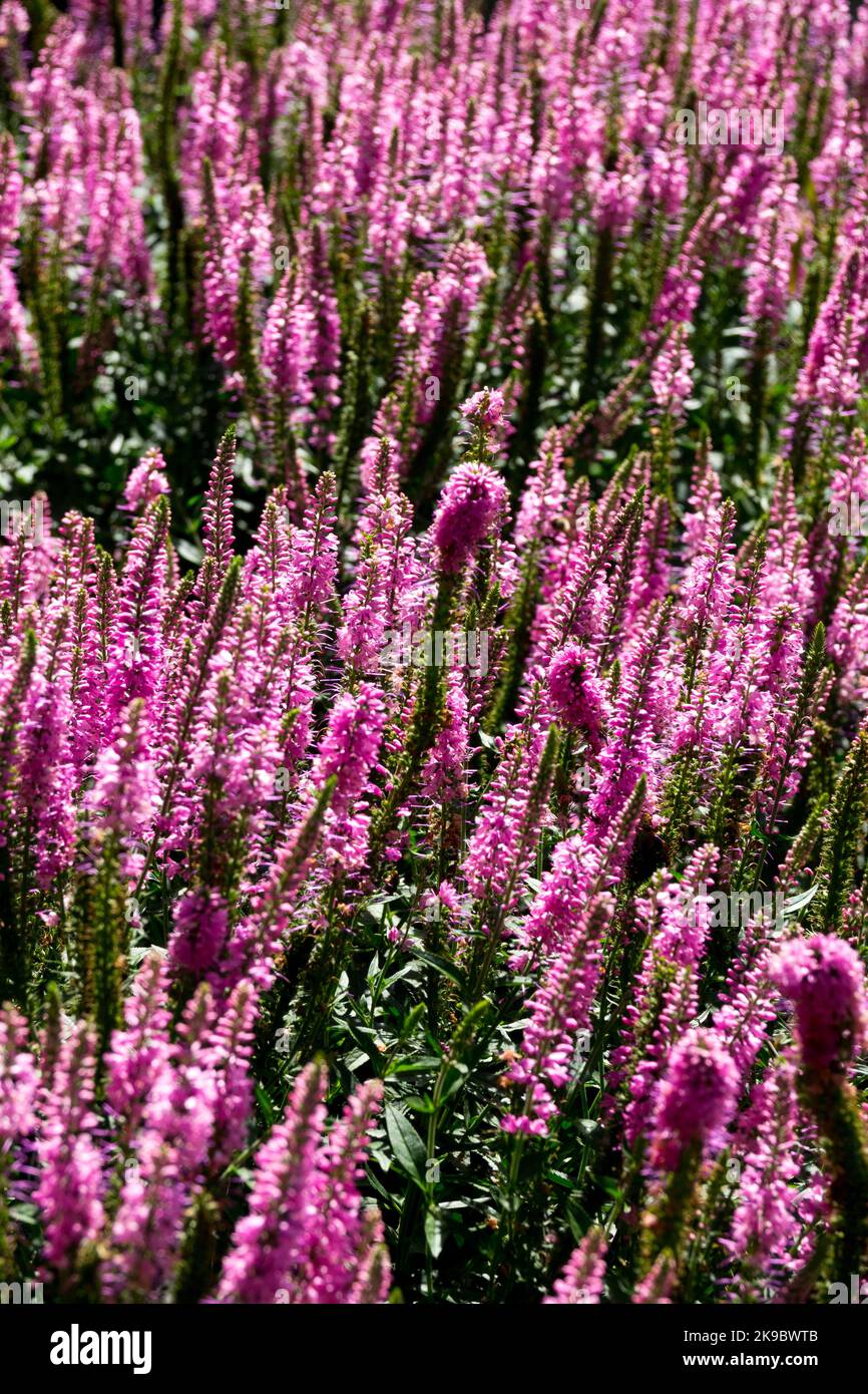 Pink Veronica longifolia, Longleaf speedwell, Blooming, Flowers ...