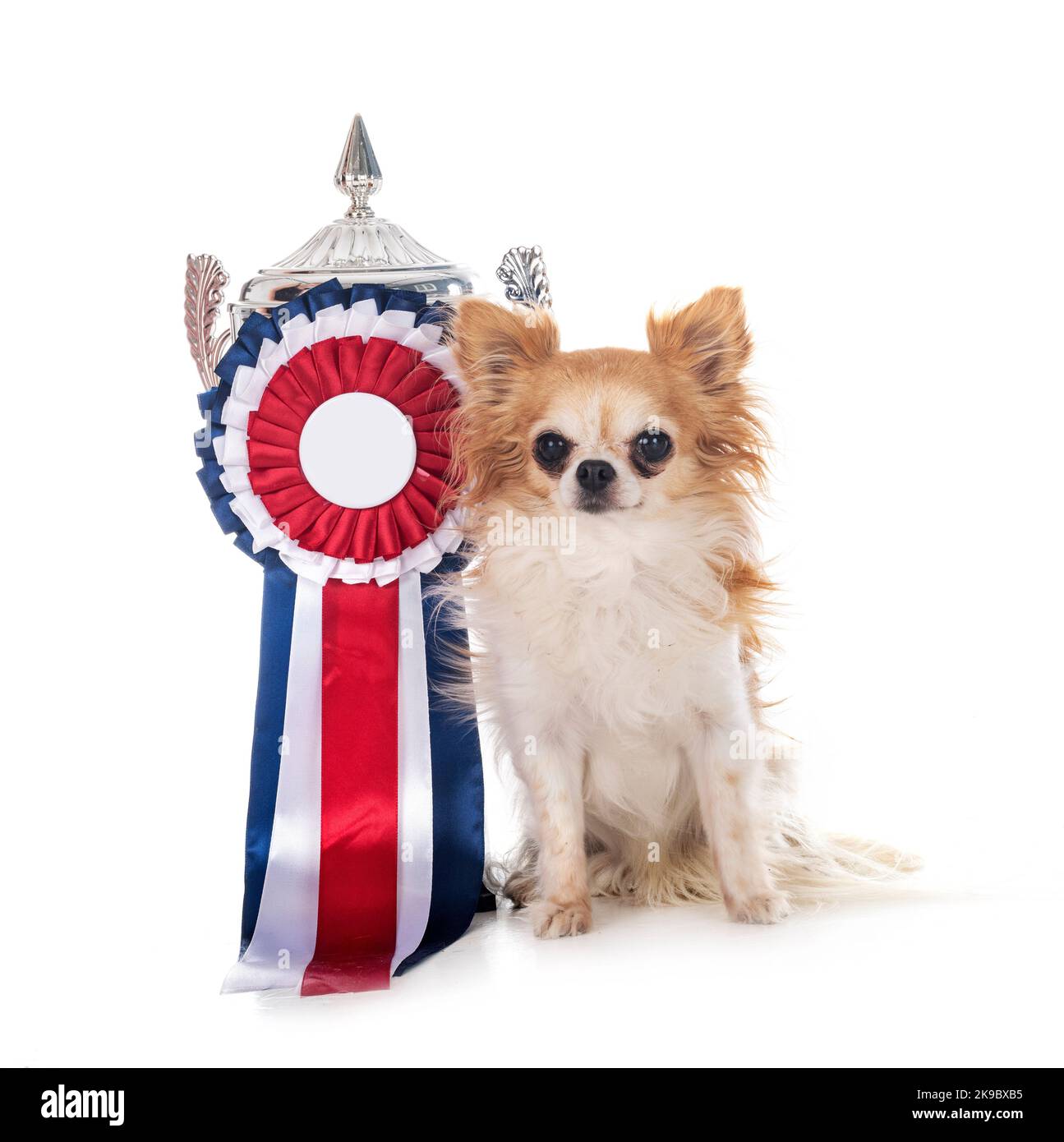 Dog animal award trophy cup hi-res stock photography and images - Alamy