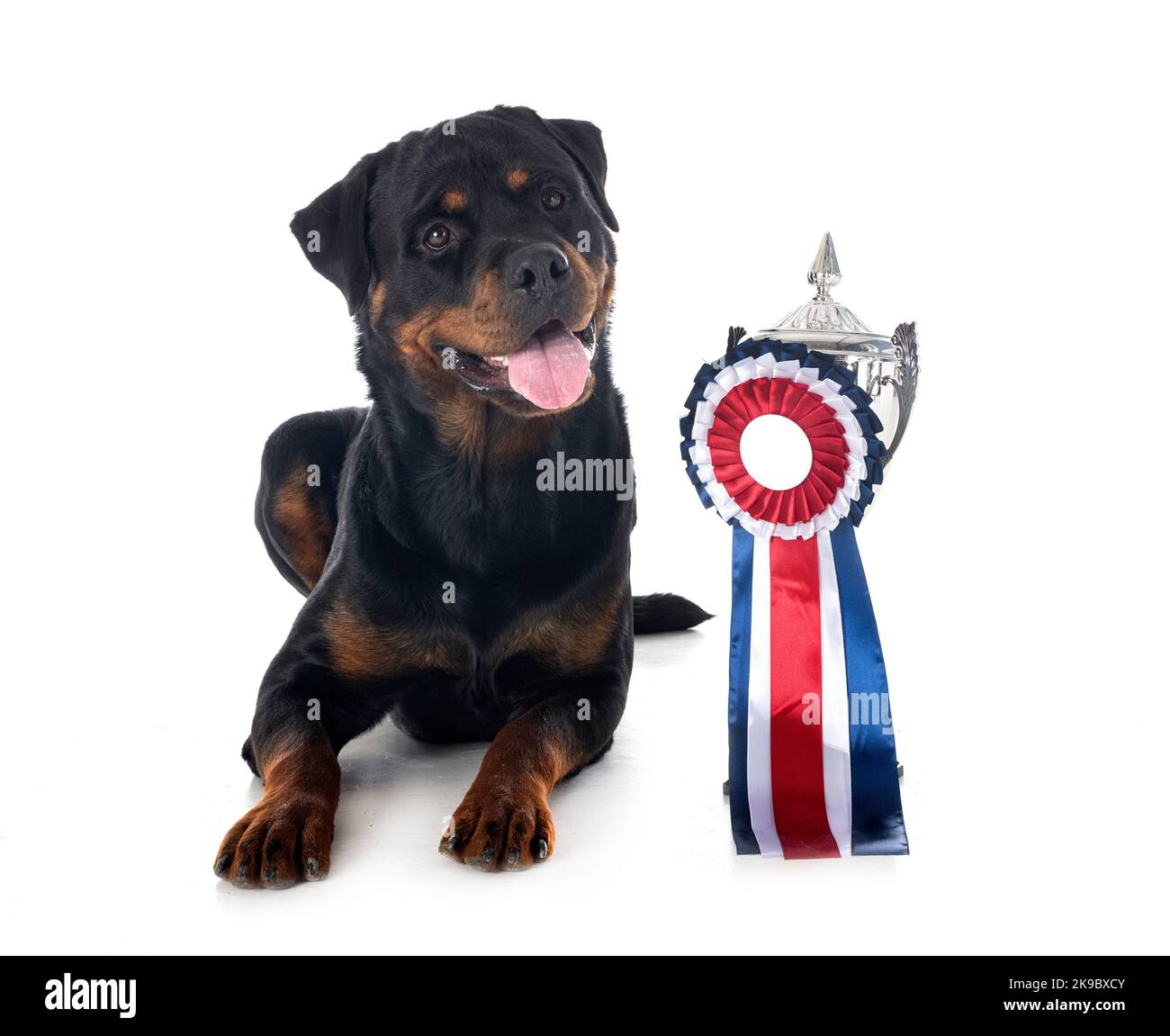 winner dog in front of white background Stock Photo - Alamy