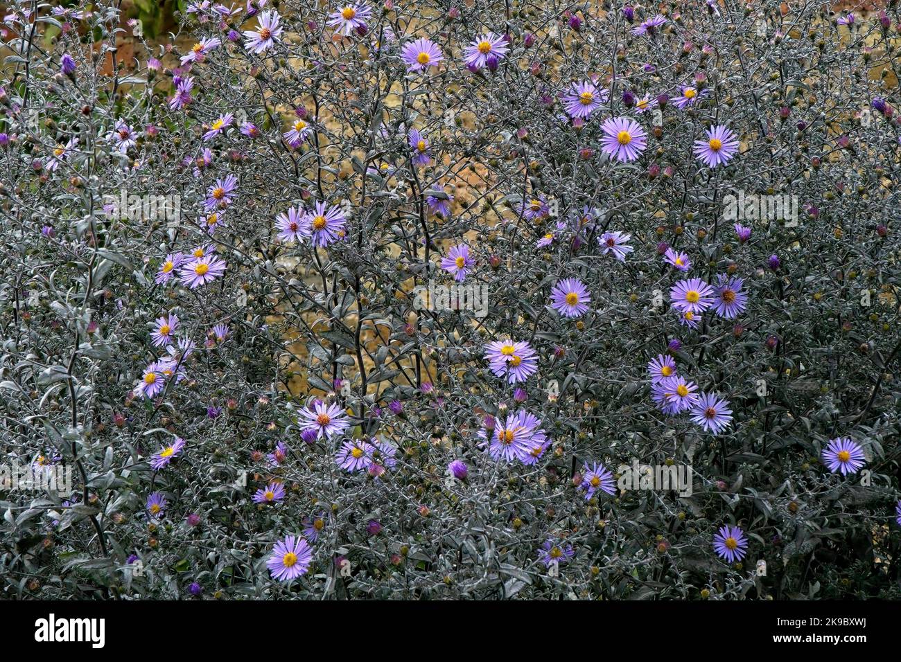 Michaelmas Daisy 'Beggarten' plant growing in a walled garden Stock ...