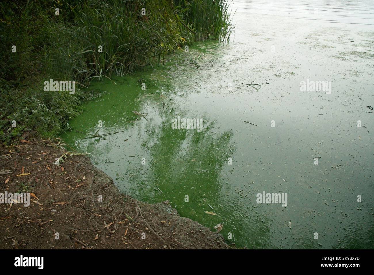 Green algal bloon on Priory Lake used for watersport activities in ...