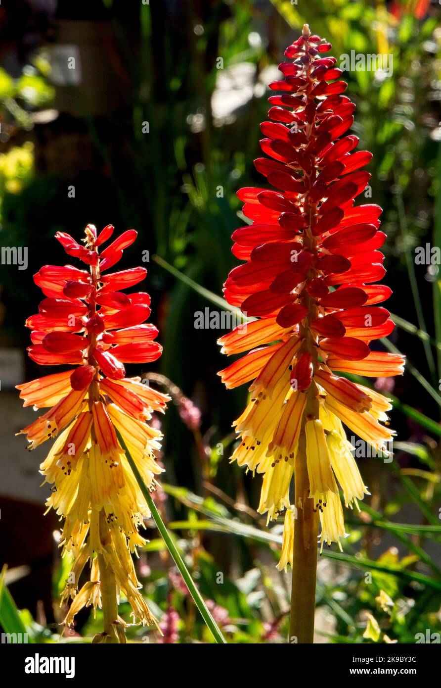 Blooms of the red hot poker plant Stock Photo - Alamy