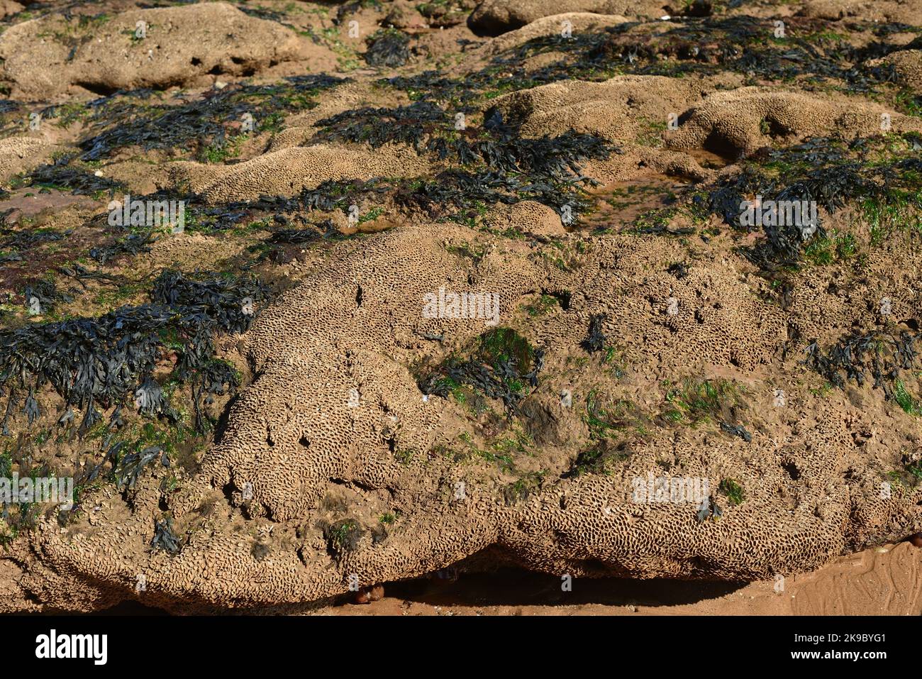 Rock outcrop on the beach at low tide Stock Photo - Alamy