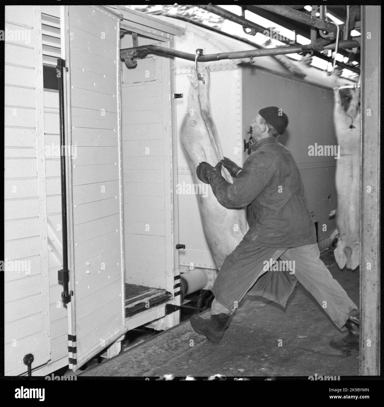 Cooling car transport. Loading of pork Stock Photo - Alamy