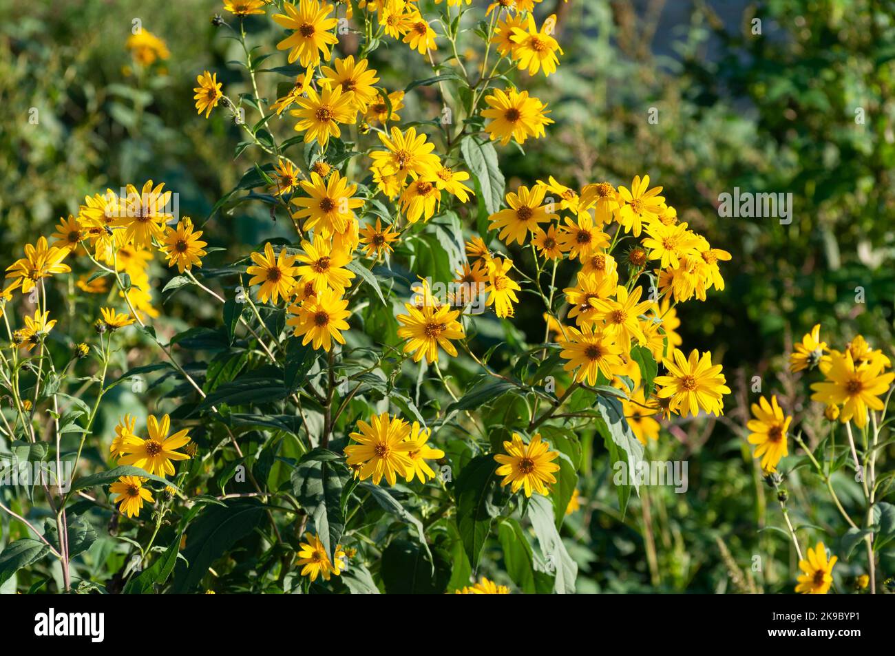 Italy, Lombardy, Crema, Parco del Serio, Maximilian Sunflower ...