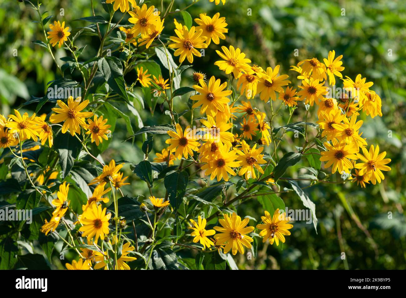 Italy, Lombardy, Crema, Parco del Serio, Maximilian Sunflower ...