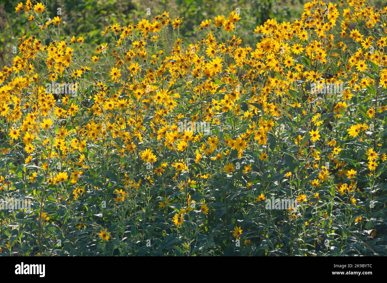Italy, Lombardy, Crema, Parco del Serio, Maximilian Sunflower ...