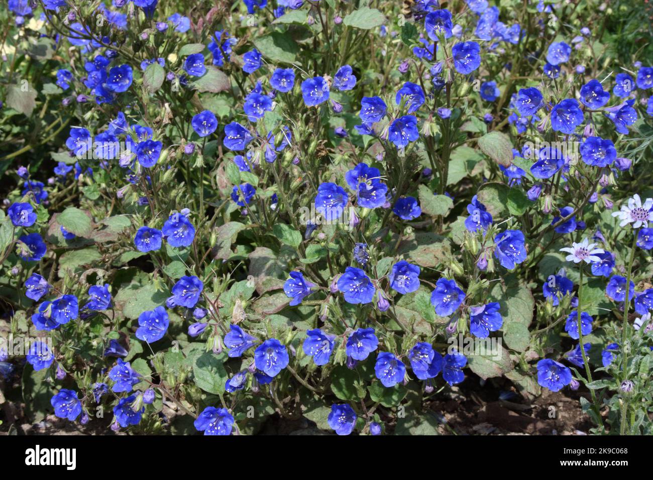 Desert Bluebell (Phacelia campanularia) in garden Stock Photo - Alamy