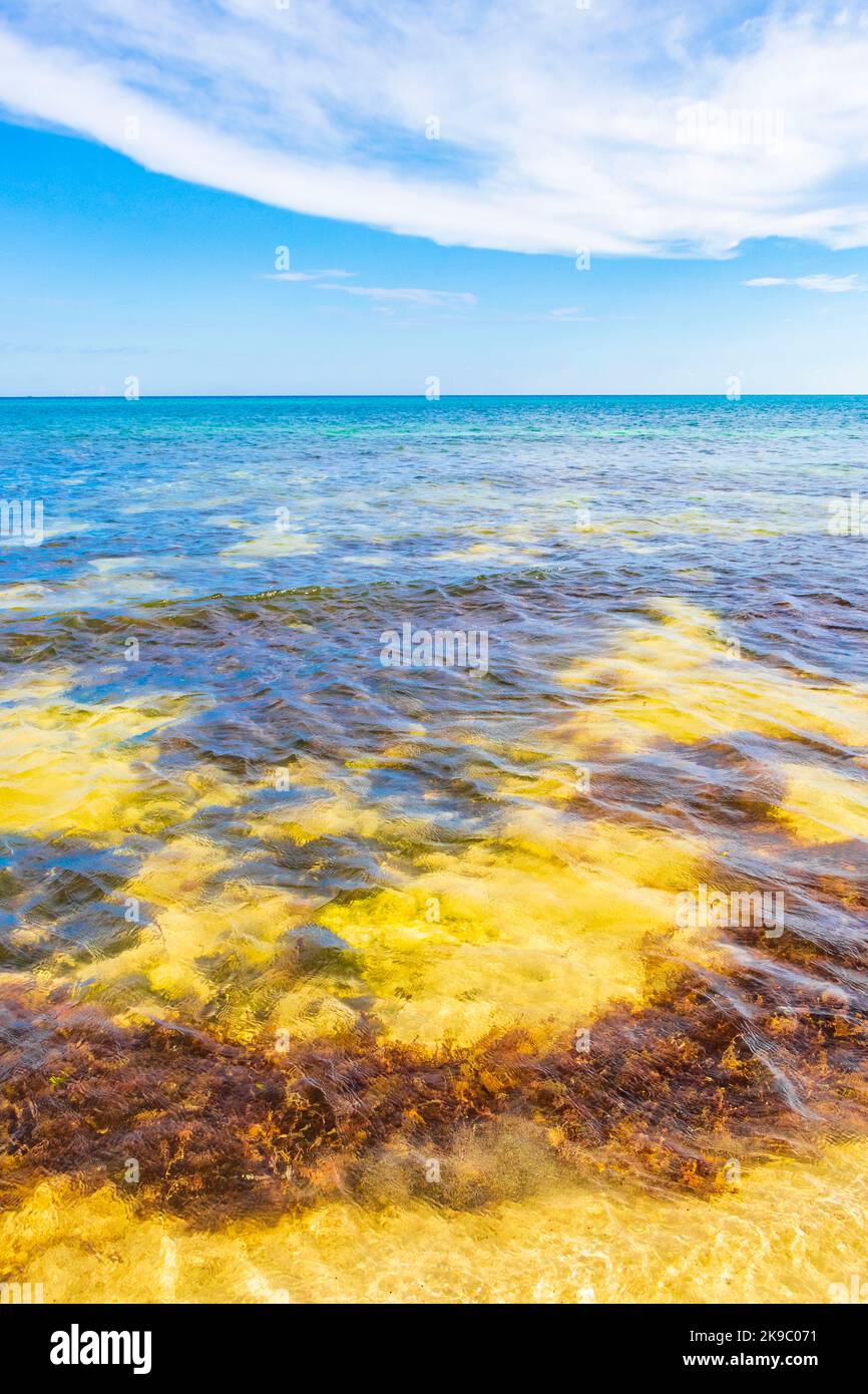 Tropical mexican caribbean beach landscape panorama with clear ...