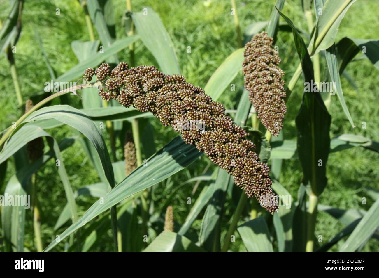 Setaria itálica hylander hi-res stock photography and images - Alamy