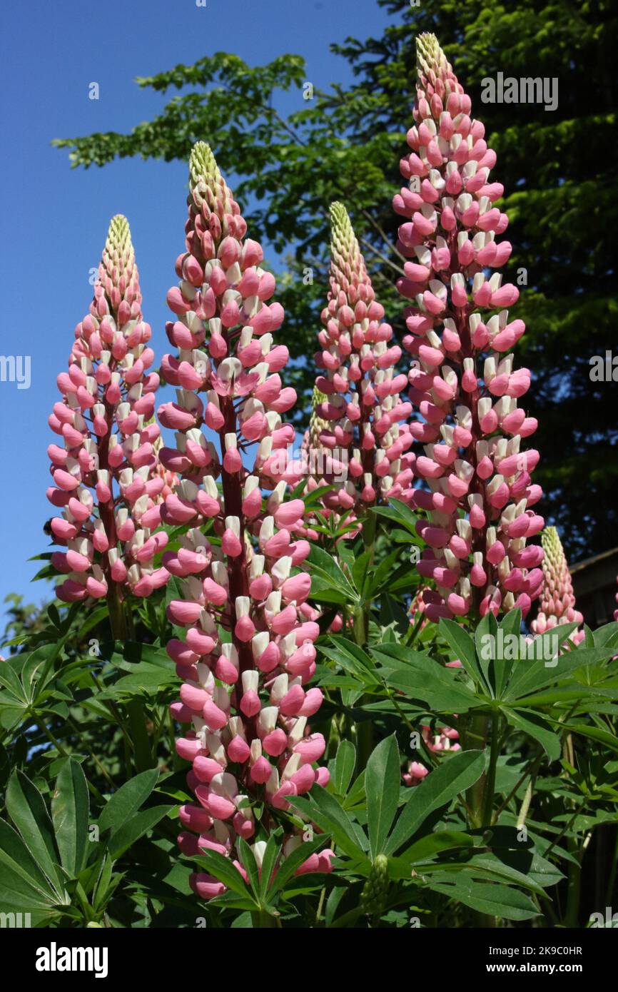 Pink flower spikes hi-res stock photography and images - Alamy