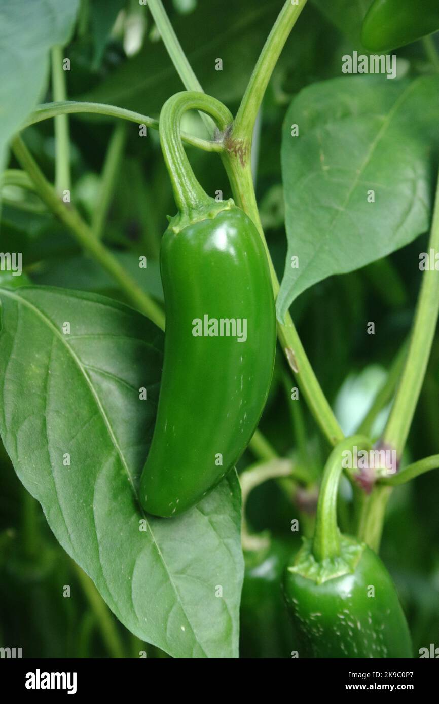 Fruit of hot pepper 'Jalapeño' on plant Stock Photo - Alamy