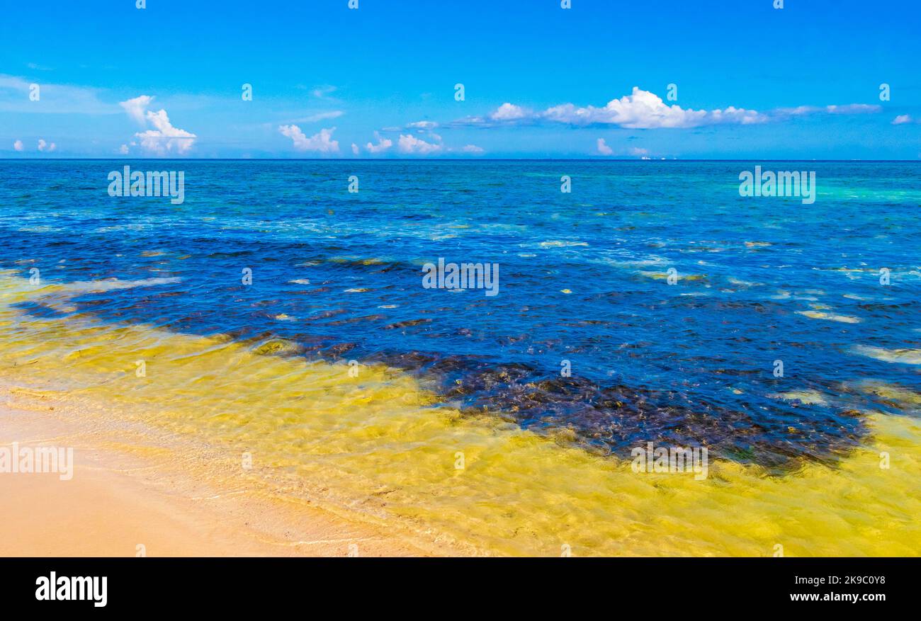 Tropical mexican caribbean beach landscape panorama with clear ...
