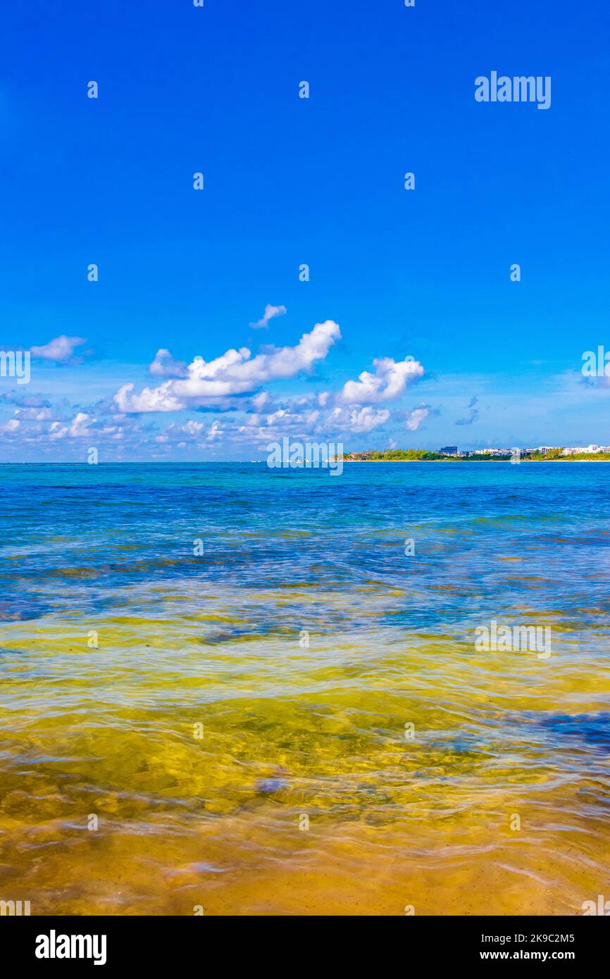 Tropical mexican caribbean beach landscape panorama with clear ...